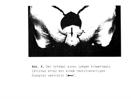 Meeresakrobaten | Evolution der Wale