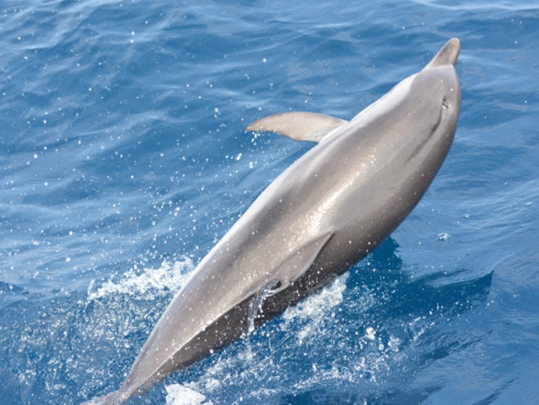 Meeresakrobaten | Delfin-Expedition in Griechenland