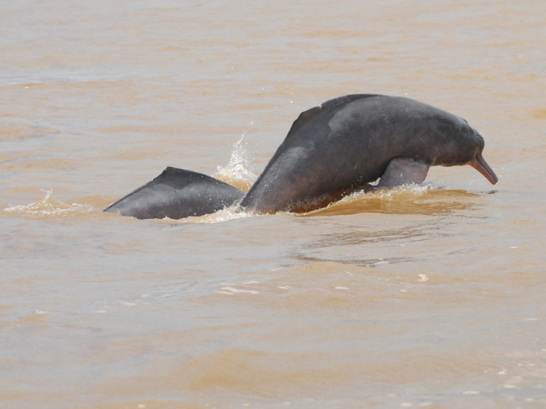Meeresakrobaten | Amazonas-Delfin
