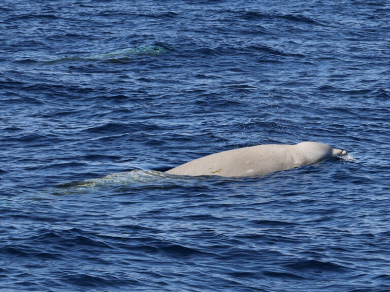 Meeresakrobaten | Cuvier-Schnabelwal