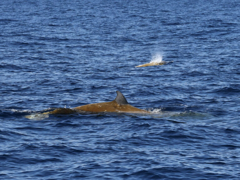 Meeresakrobaten | Cuvier-Schnabelwal